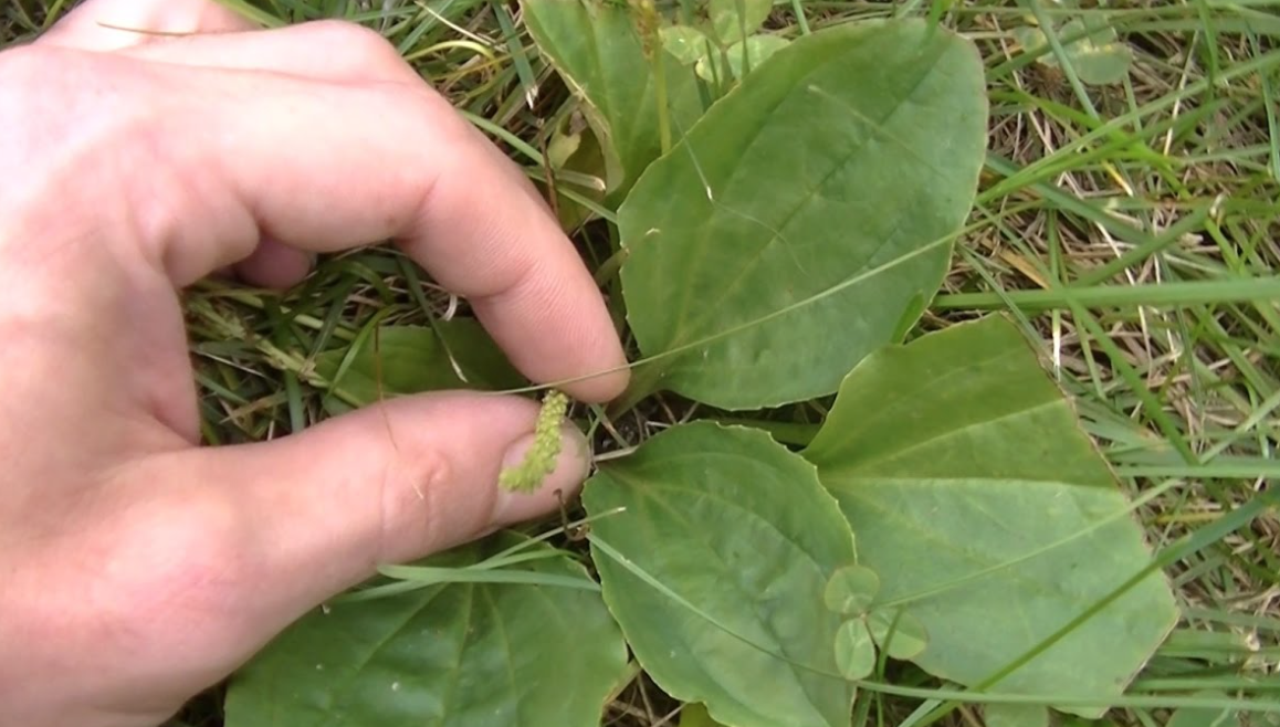 Mistaken for a Garden Weed, Plantain is the Best Remedy for Coughs ...